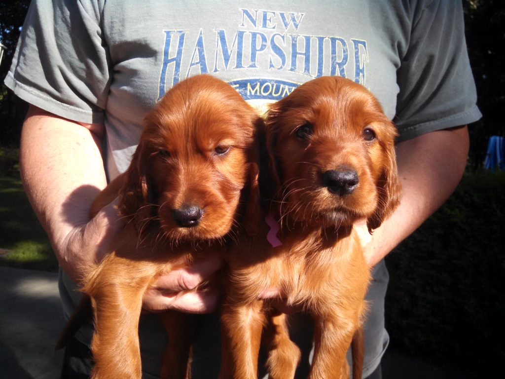 Litters: All about our puppies – Erinshire Irish Setters