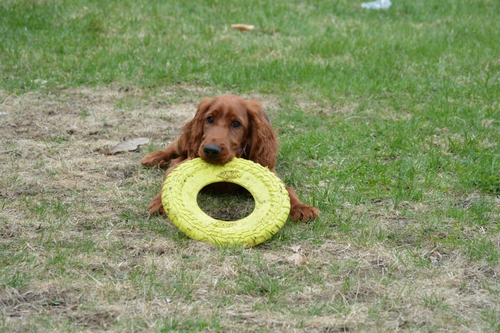 Captiva A Paige of Erinshire – Erinshire Irish Setters