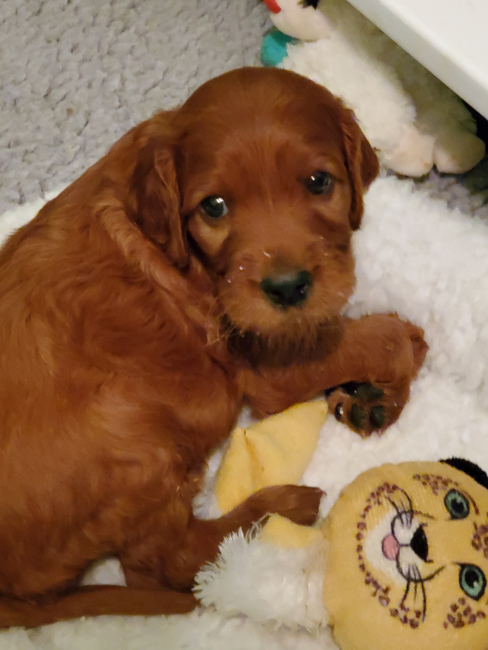 Litters: All about our puppies – Erinshire Irish Setters